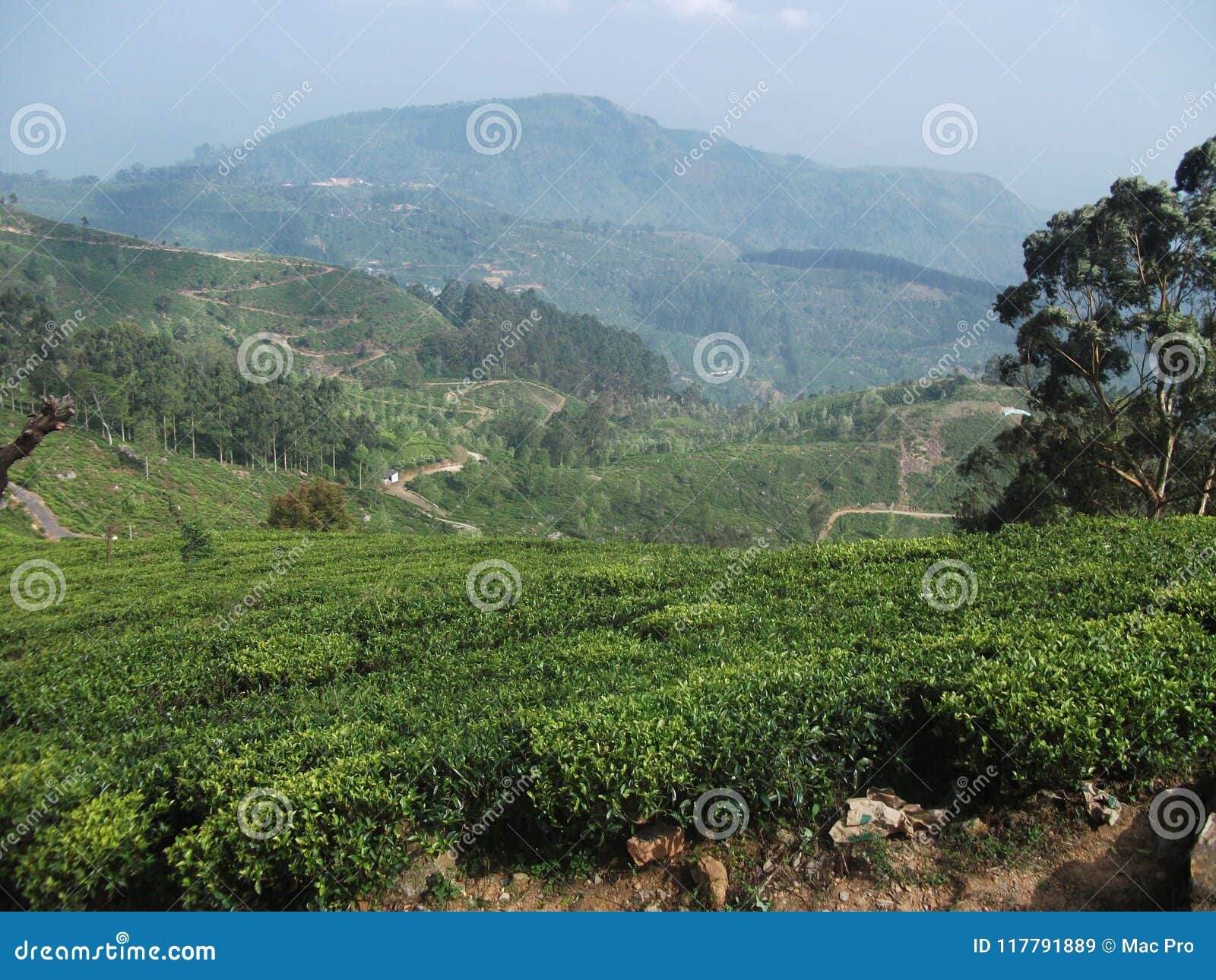 Tea state stock image. Image of lanka, seats, lipton - 117791889