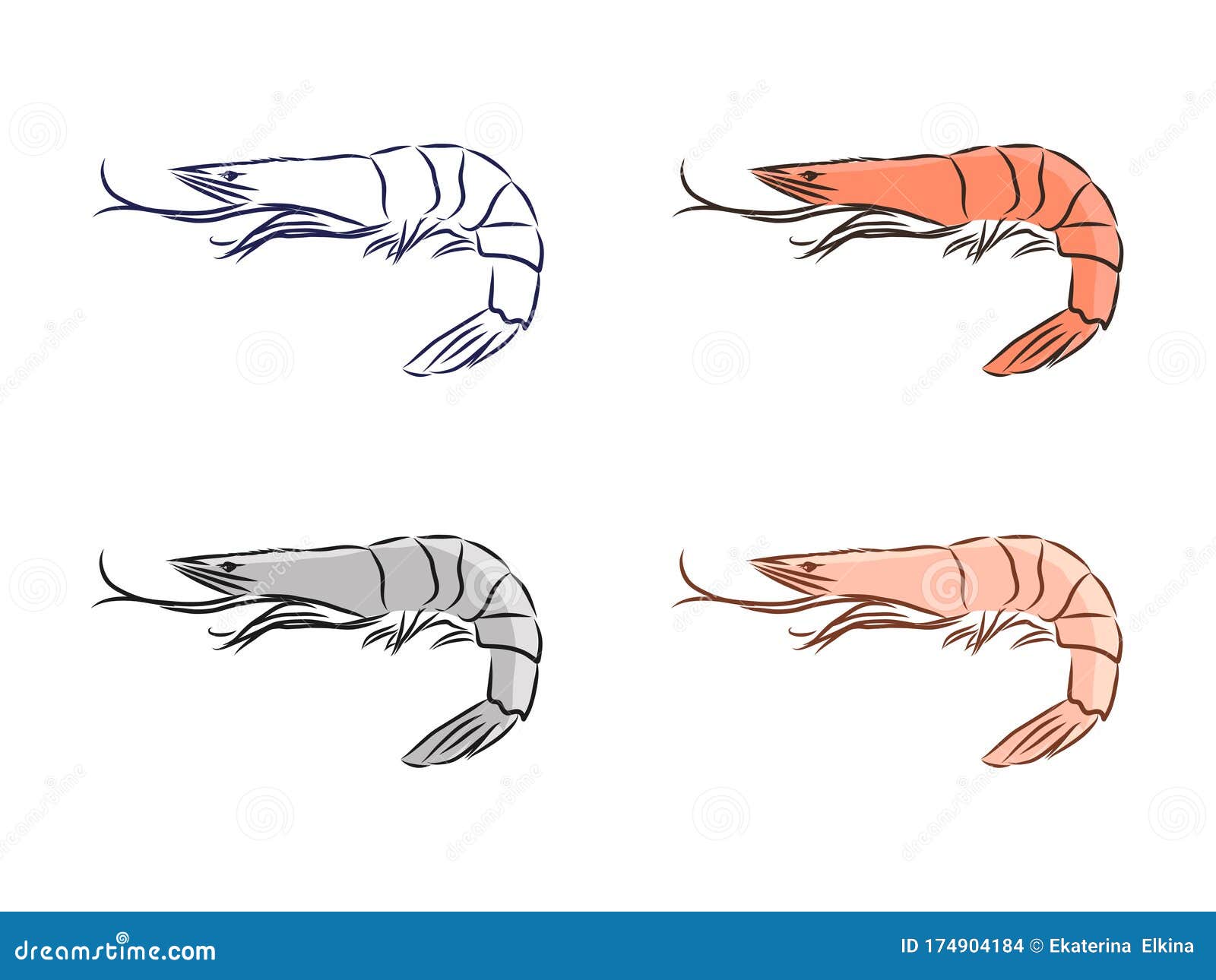 Picture of Live Shrimp. Hand-drawn, Drawing, Line Sketch. Stock Vector ...