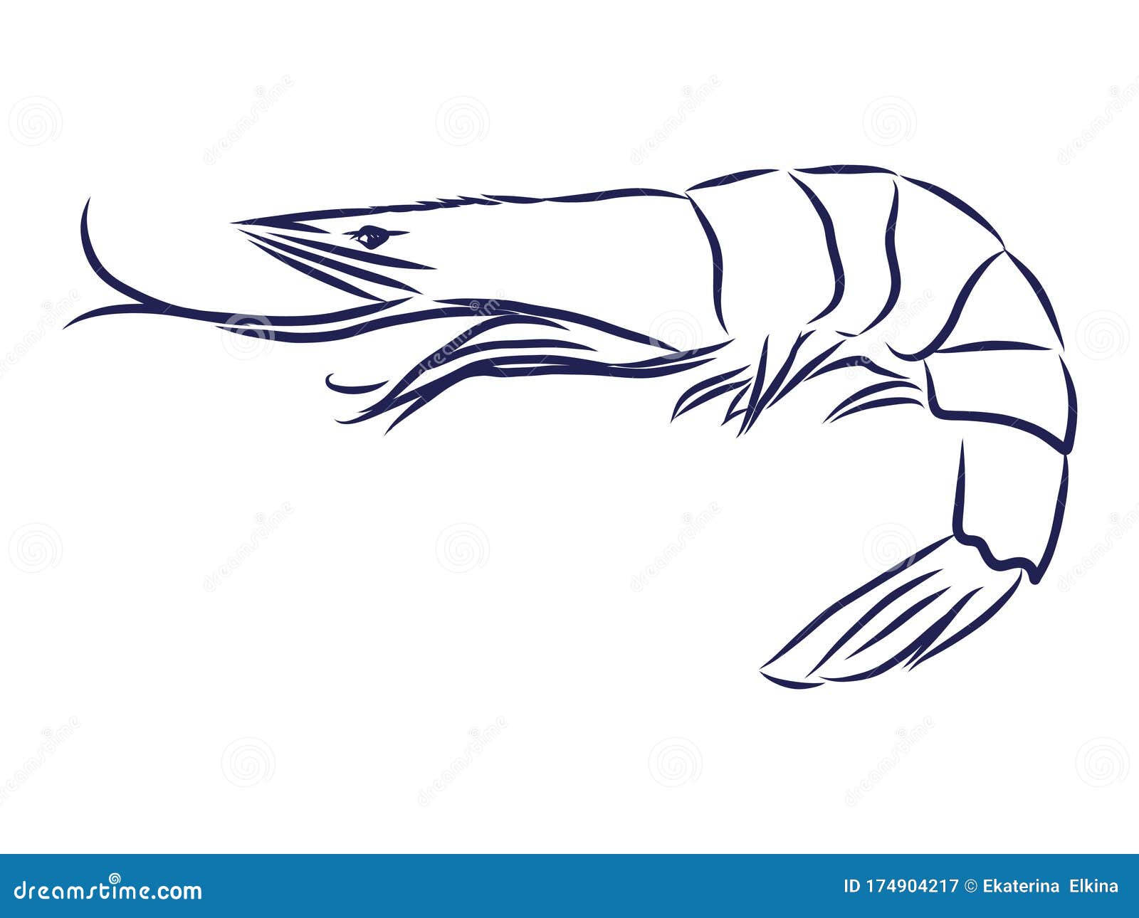 Picture of Live Shrimp. Hand-drawn, Drawing, Line Sketch. Stock Vector ...