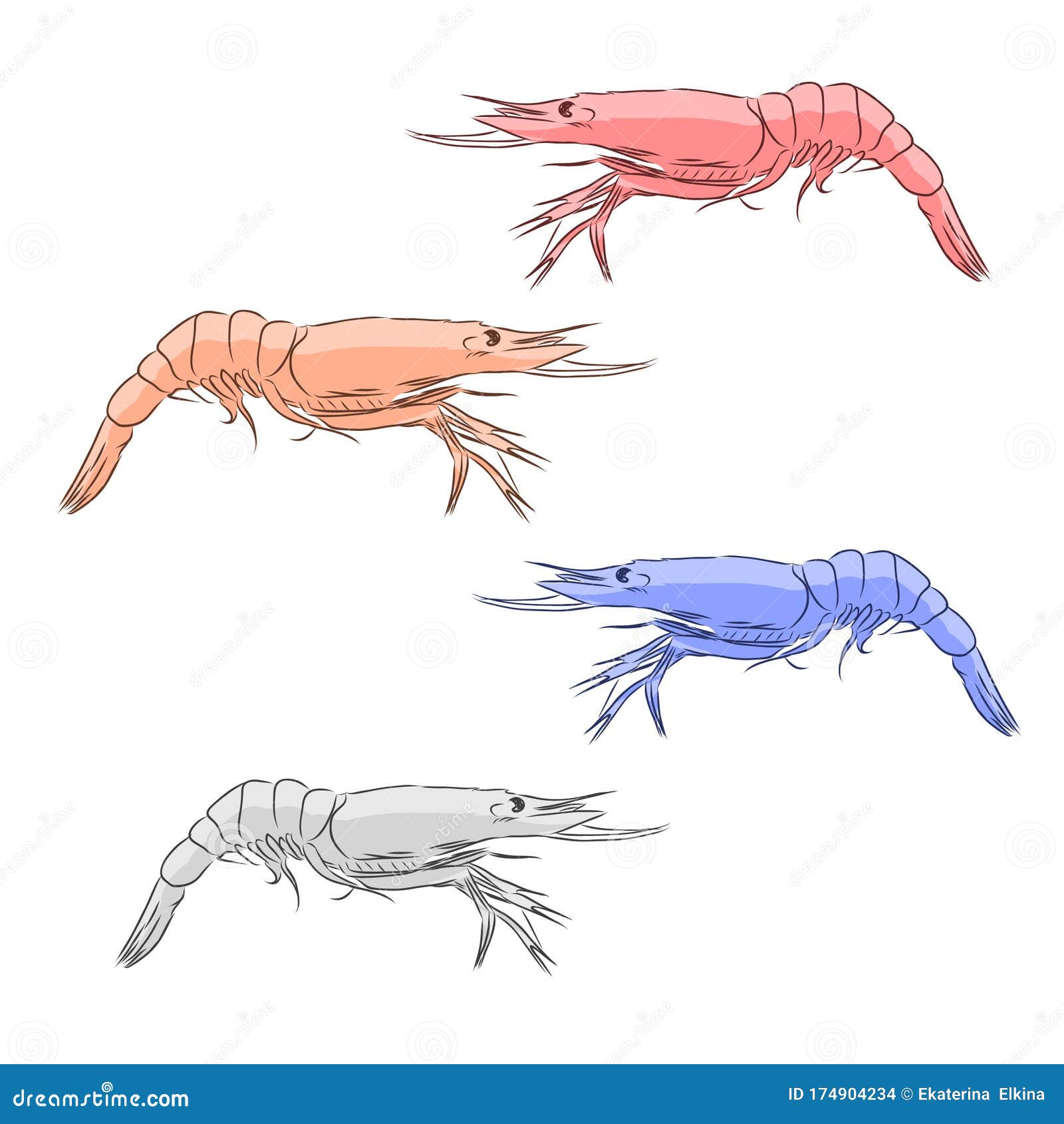 Picture of Live Shrimp. Hand-drawn, Drawing, Line Sketch. Stock Vector ...