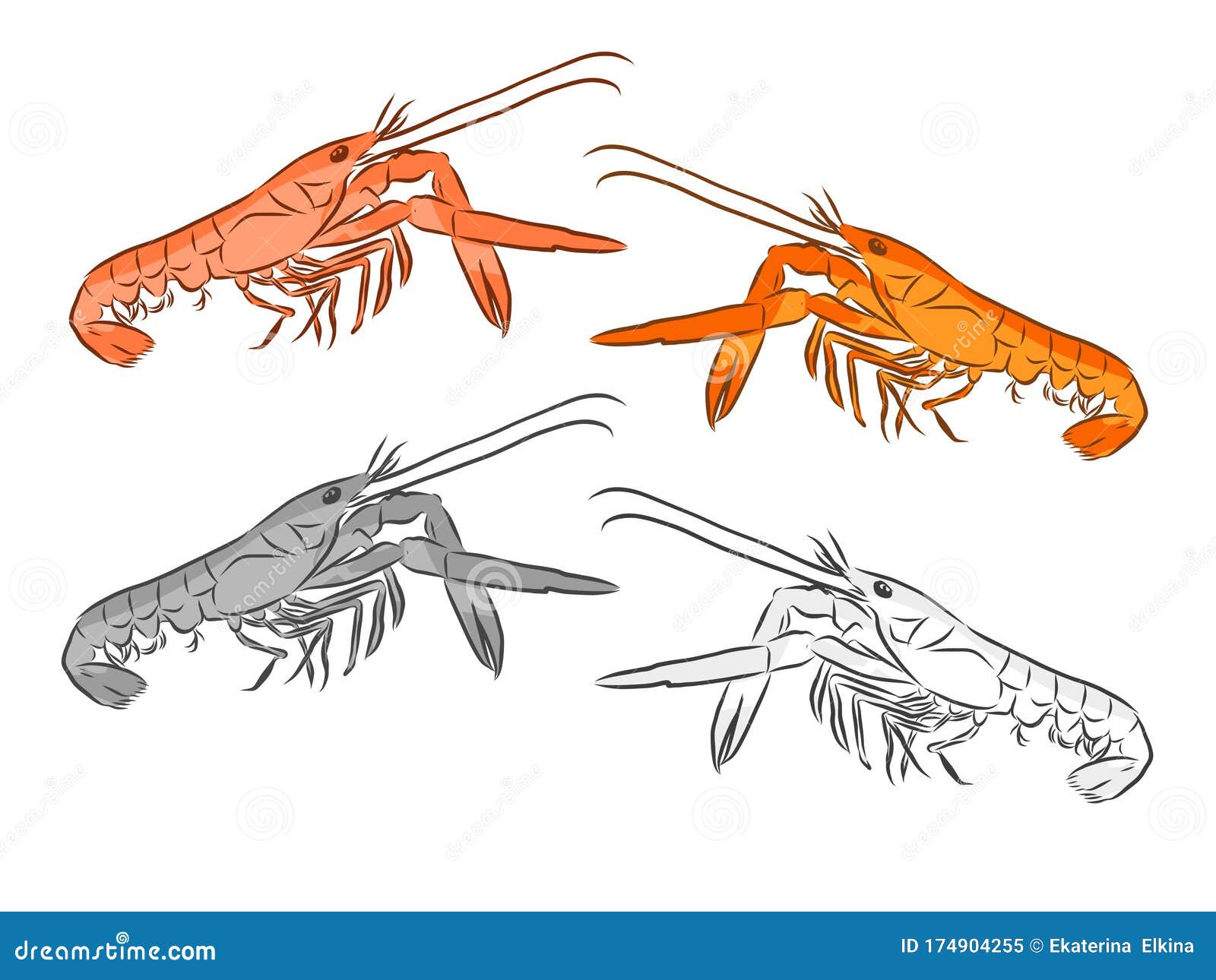 Picture of Live Shrimp. Hand-drawn, Drawing, Line Sketch. Stock Vector ...