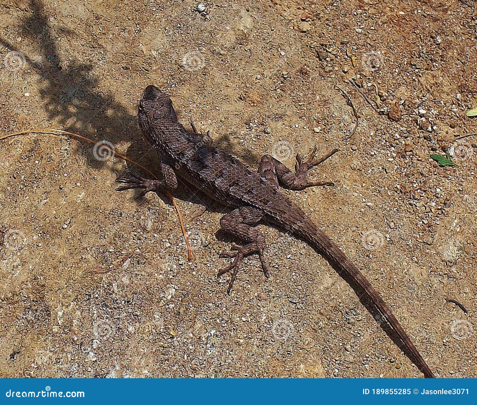 Lizard on ground stock image. Image of reptile, lizard - 189855285