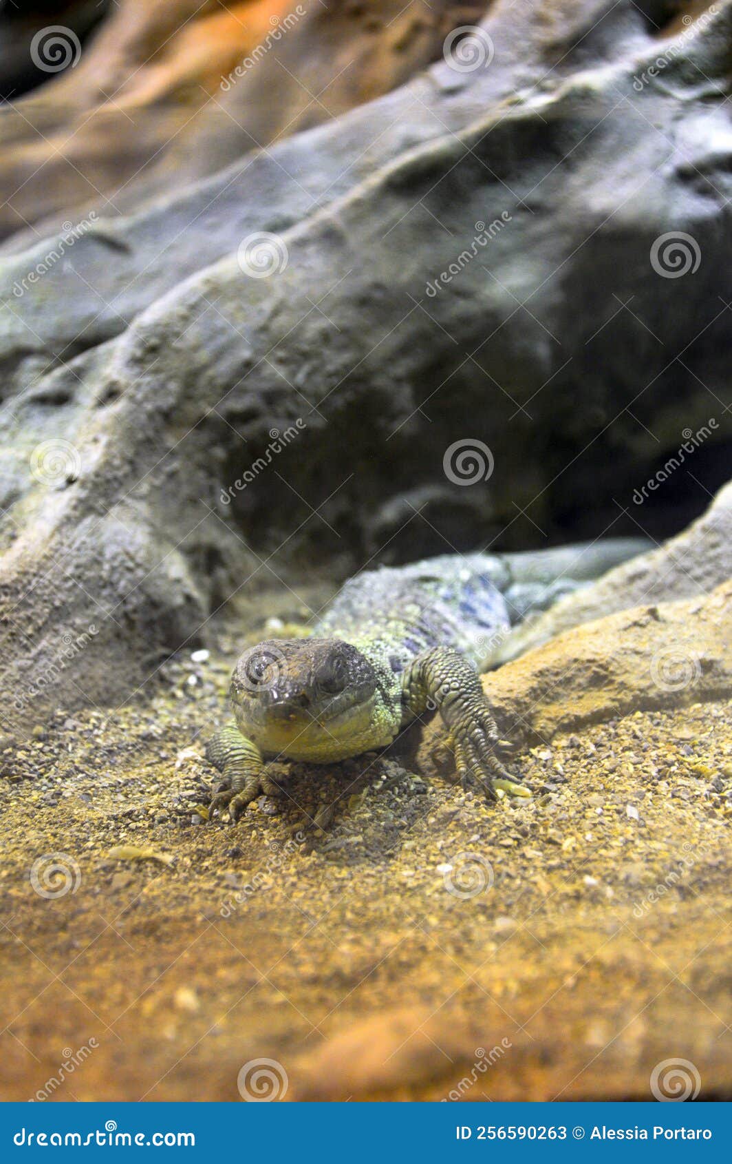 Front View of a Small Lizard in Its Habitat Stock Image - Image of ...
