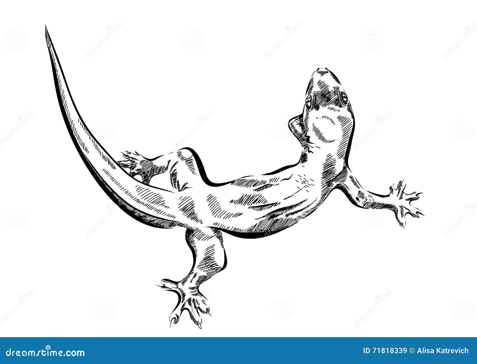 Picture with Lizard Vector. Graphics on White Background Stock Vector ...