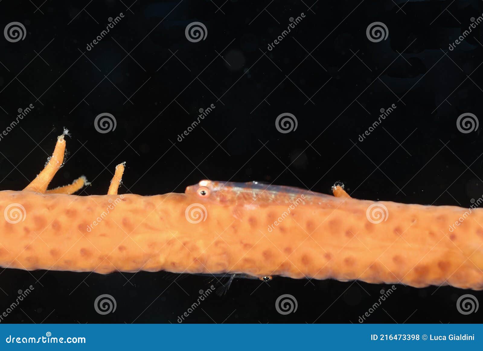 A Picture of a Loki Whip Goby Stock Photo - Image of salt, colours ...