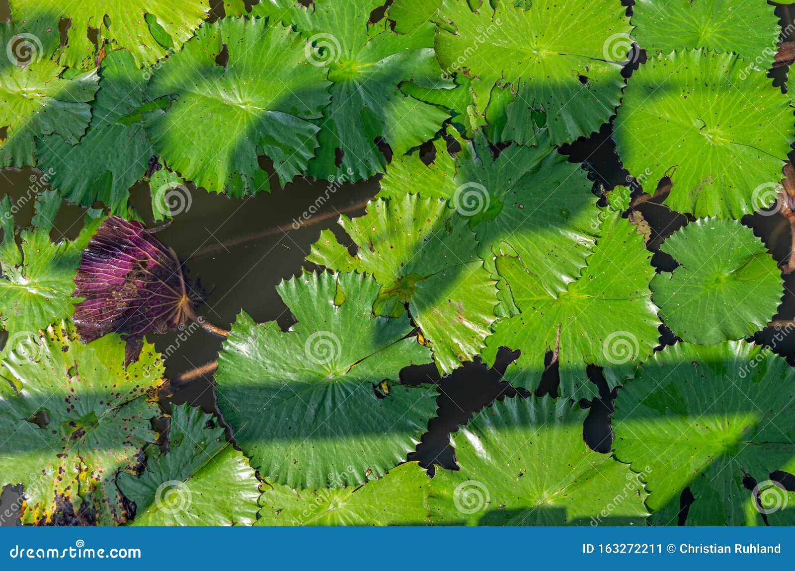 Picture of Lotus Sheets Floating on Water Stock Image - Image of plant ...