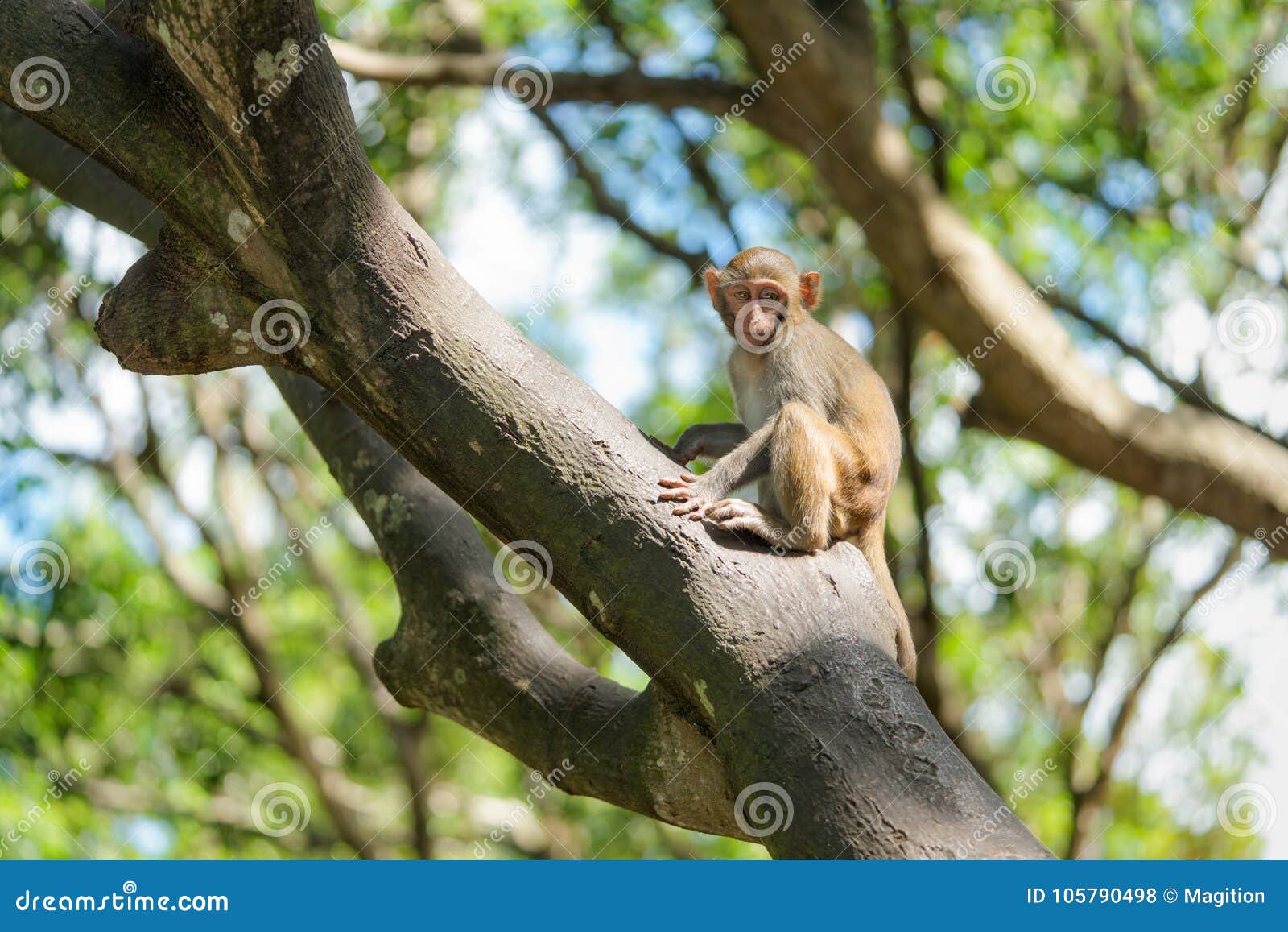 Picture of the Macaque Rhesus Baby Stock Photo - Image of habitat ...