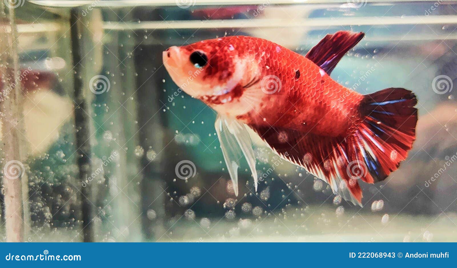 Picture of a Male Betta Fish in Solitary Stock Image - Image of betta ...