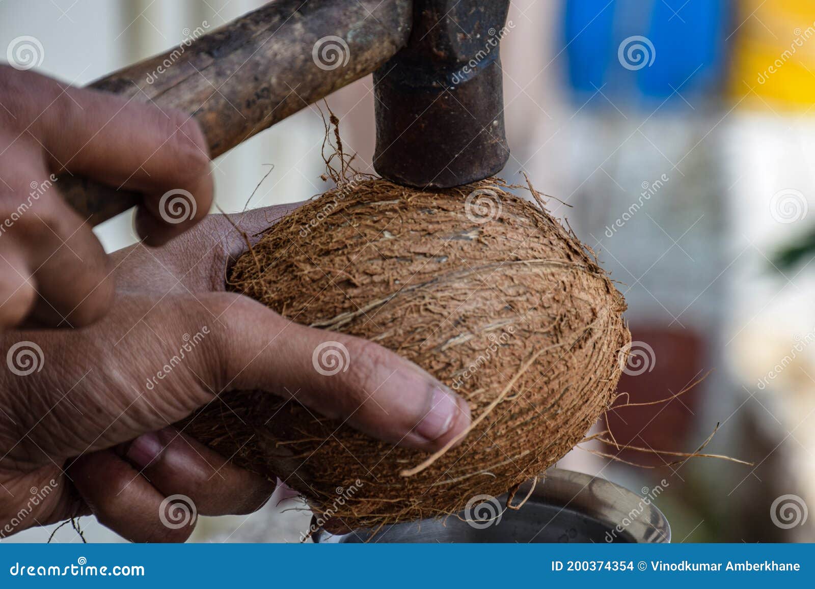 Picture of a Man Breaking Raw Coconut from Hammer Stock Photo - Image ...