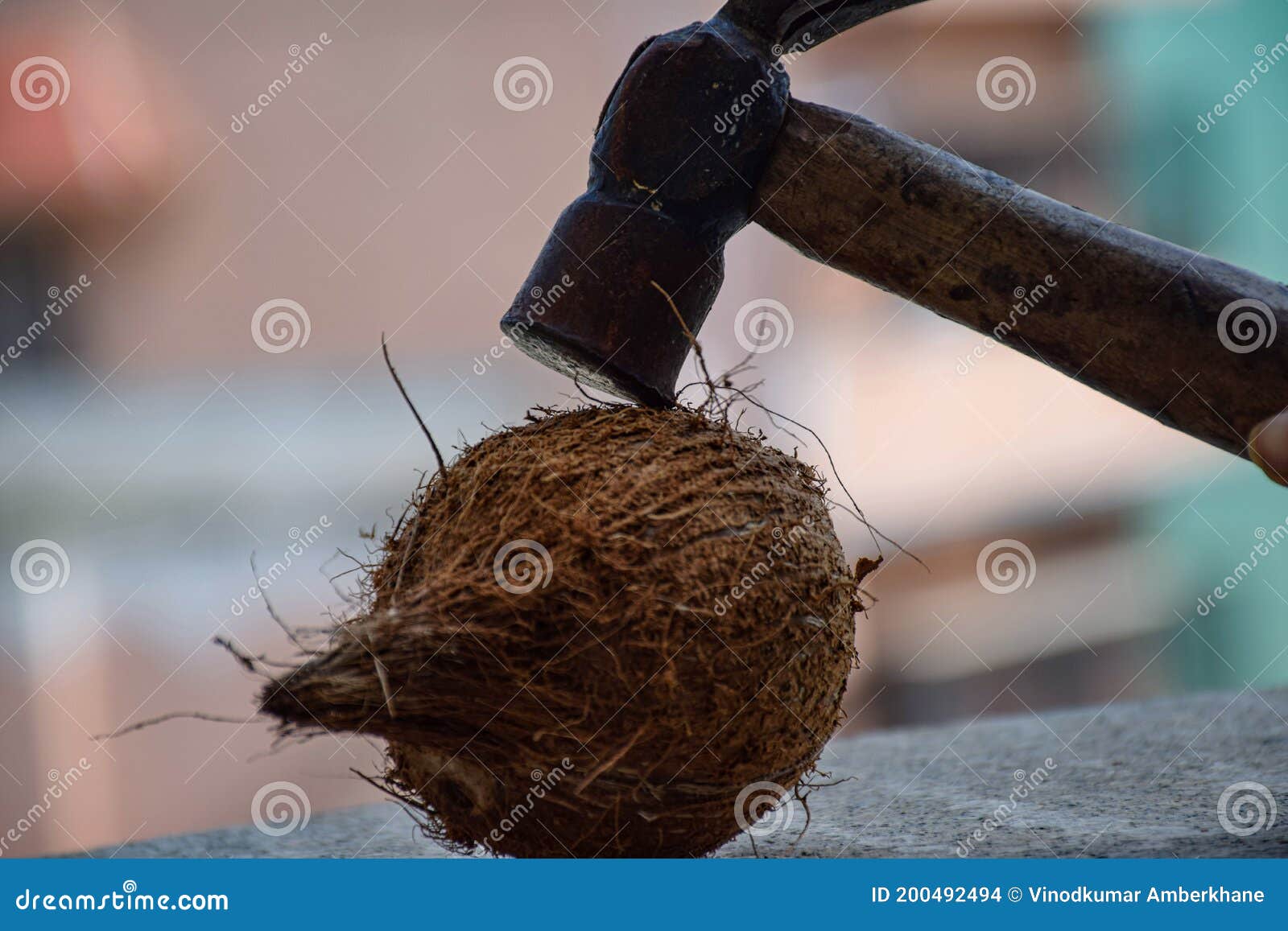 Picture of a Man Breaking Raw Coconut from Hammer Stock Photo - Image ...