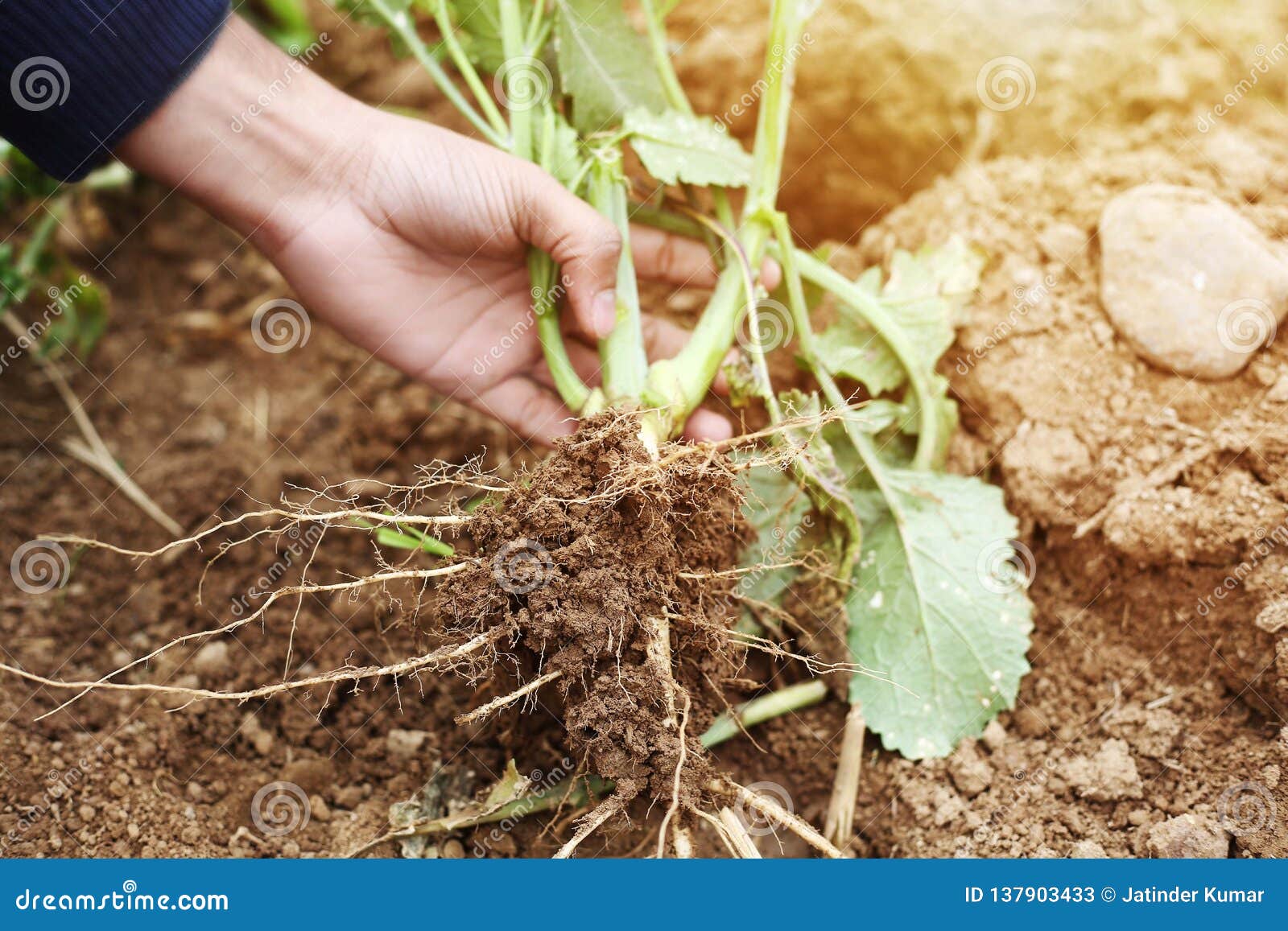 Picture of Man Hand is Holding Roots Stock Image - Image of outdoors ...