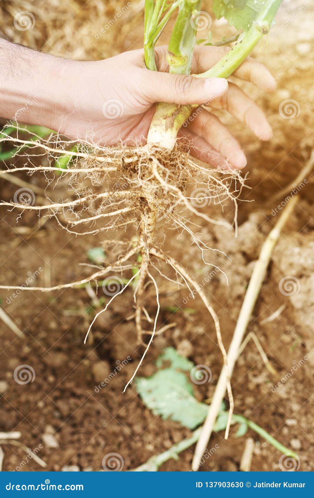 Picture of Man is Holding Plant Root in Hand Stock Photo - Image of ...