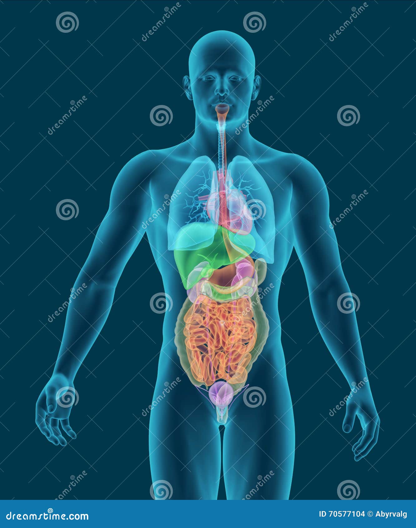 Picture of a Man with a Visible Internal Organs 3d Render Stock ...