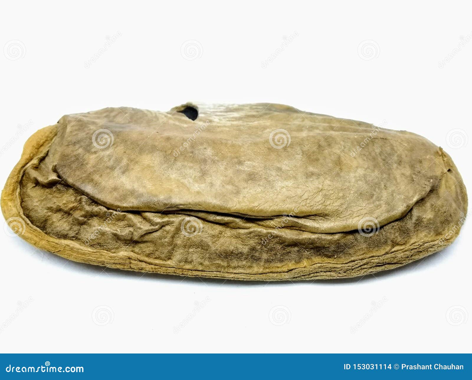 A picture of mango seed , stock photo. Image of green - 153031114