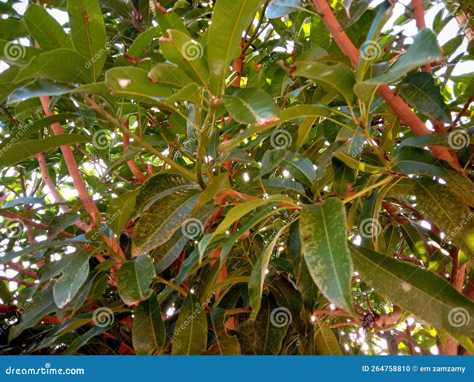 Picture of a Mango Tree in Front of the House Stock Photo - Image of ...