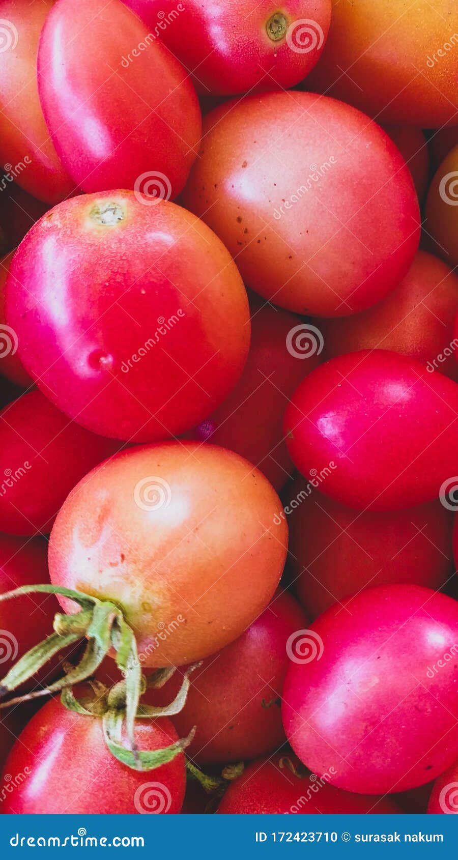 The Picture of Many Tomatoes that are Overlapping. Stock Photo - Image ...
