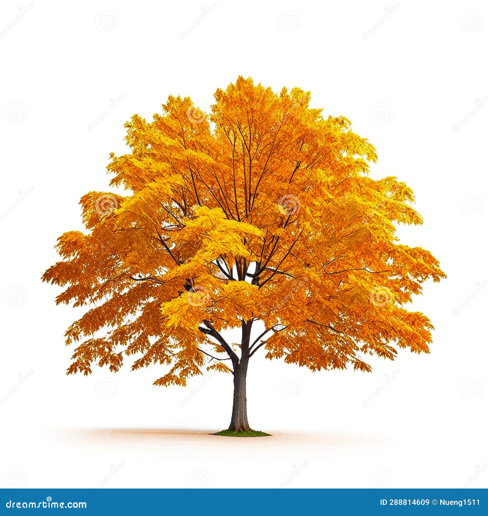 Maple Tree on White Background Stock Illustration - Illustration of ...