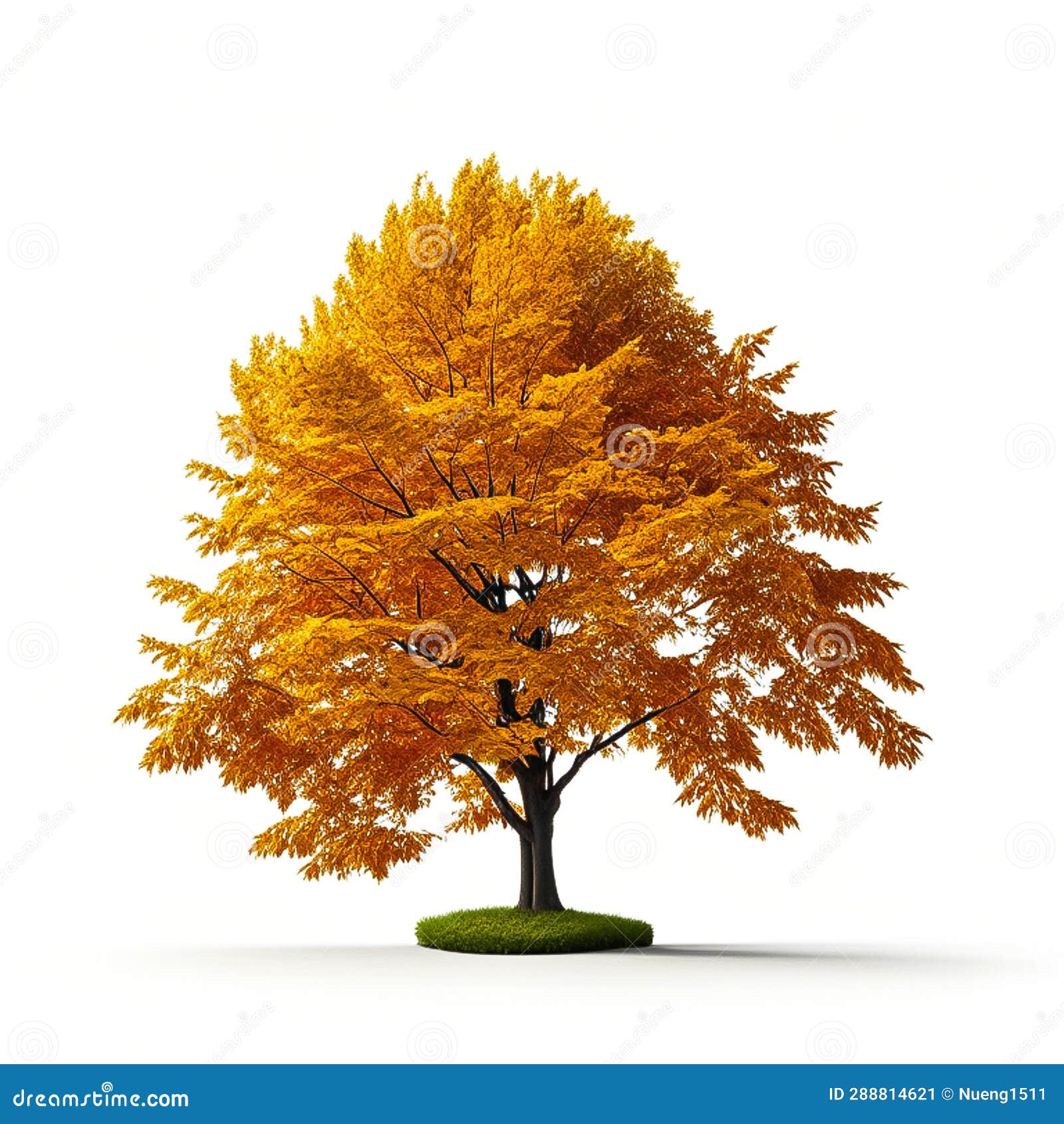 Maple Tree on White Background Stock Illustration - Illustration of ...