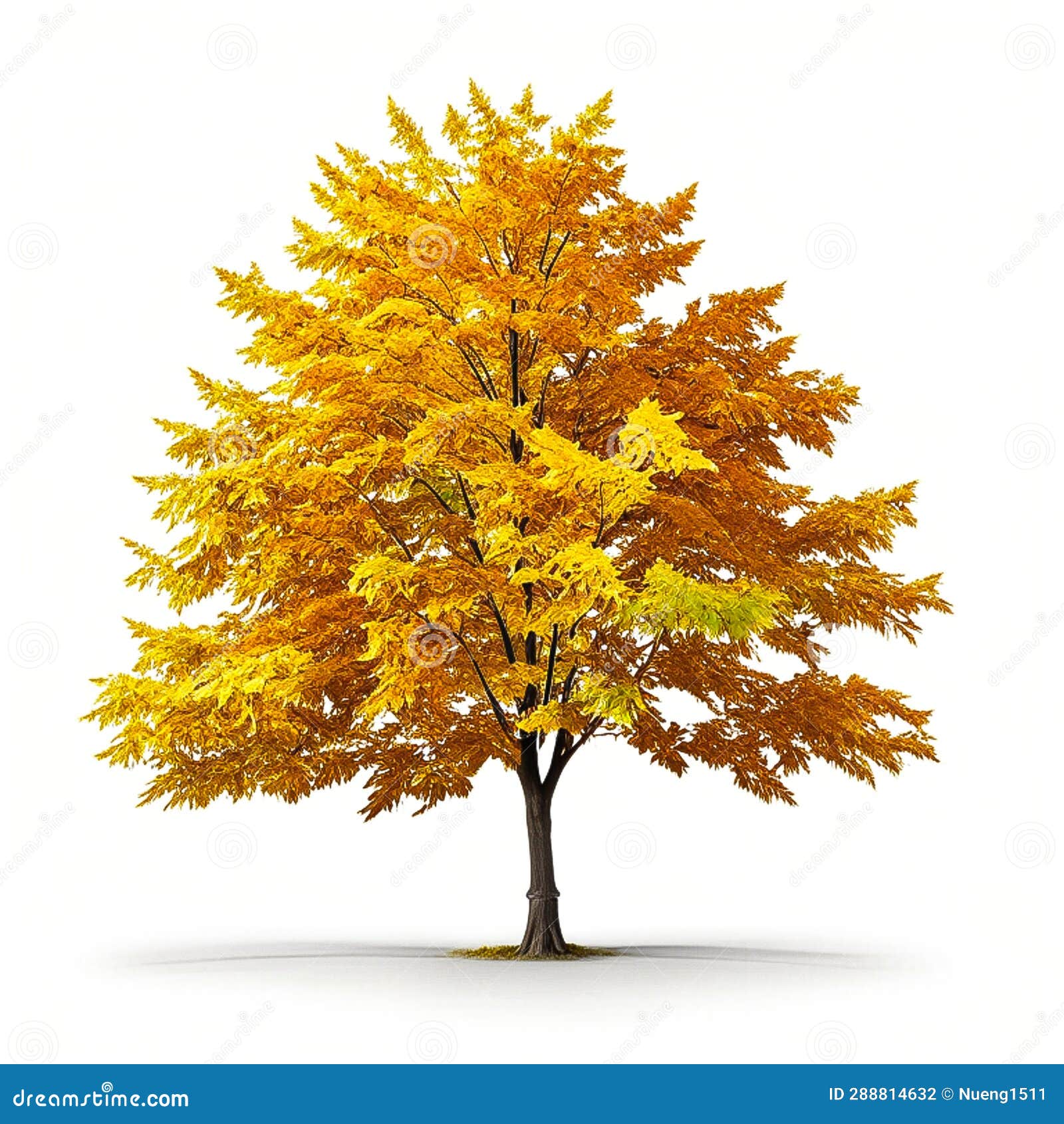 Maple Tree on White Background Stock Photo - Image of park, branch ...