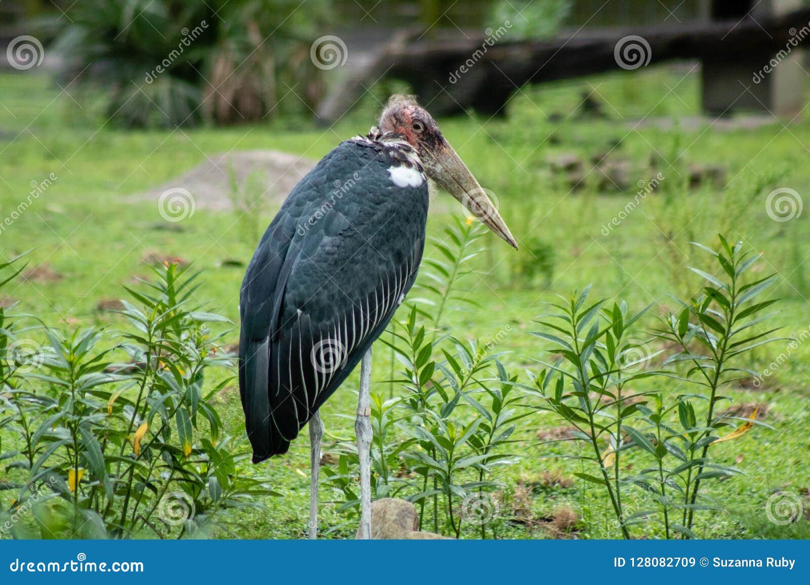 Maribou stork stock image. Image of bird, nature, feathers - 128082709