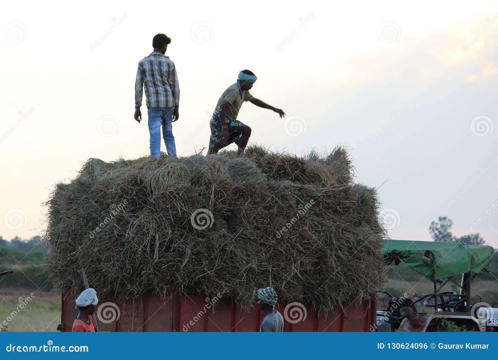 FILE: Man Loading Ric... editorial photo. Image of help - 130624096