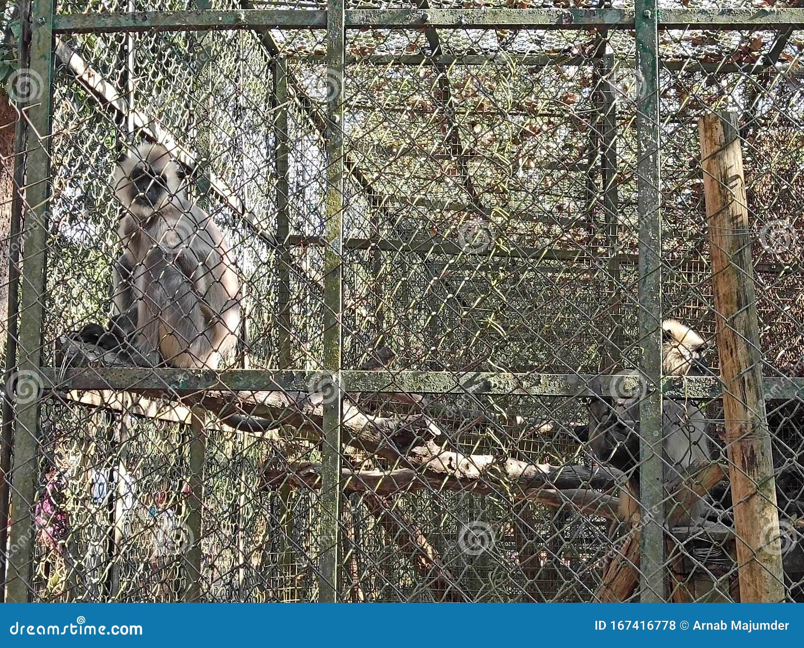 Picture of a Monkeys Locked Up Inside a Cage. Stock Photo - Image of ...