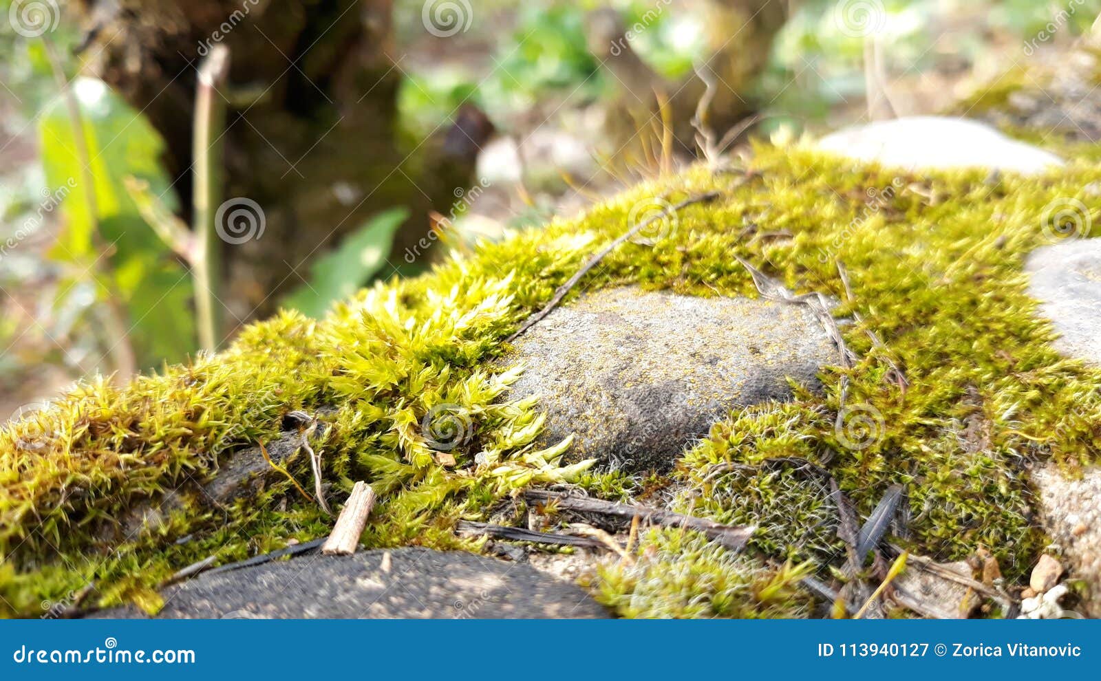 Moss covered with stones stock image. Image of covered - 113940127