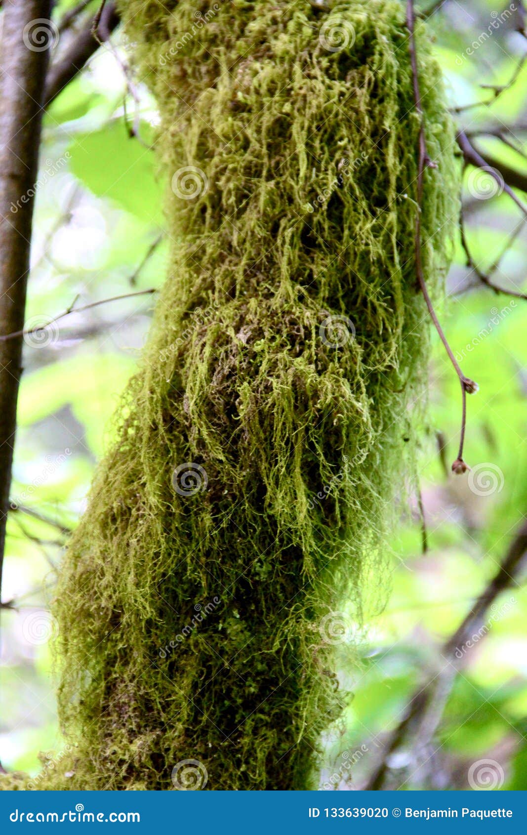 Moss Covered Tree in the Forest Stock Photo - Image of trunk, park ...