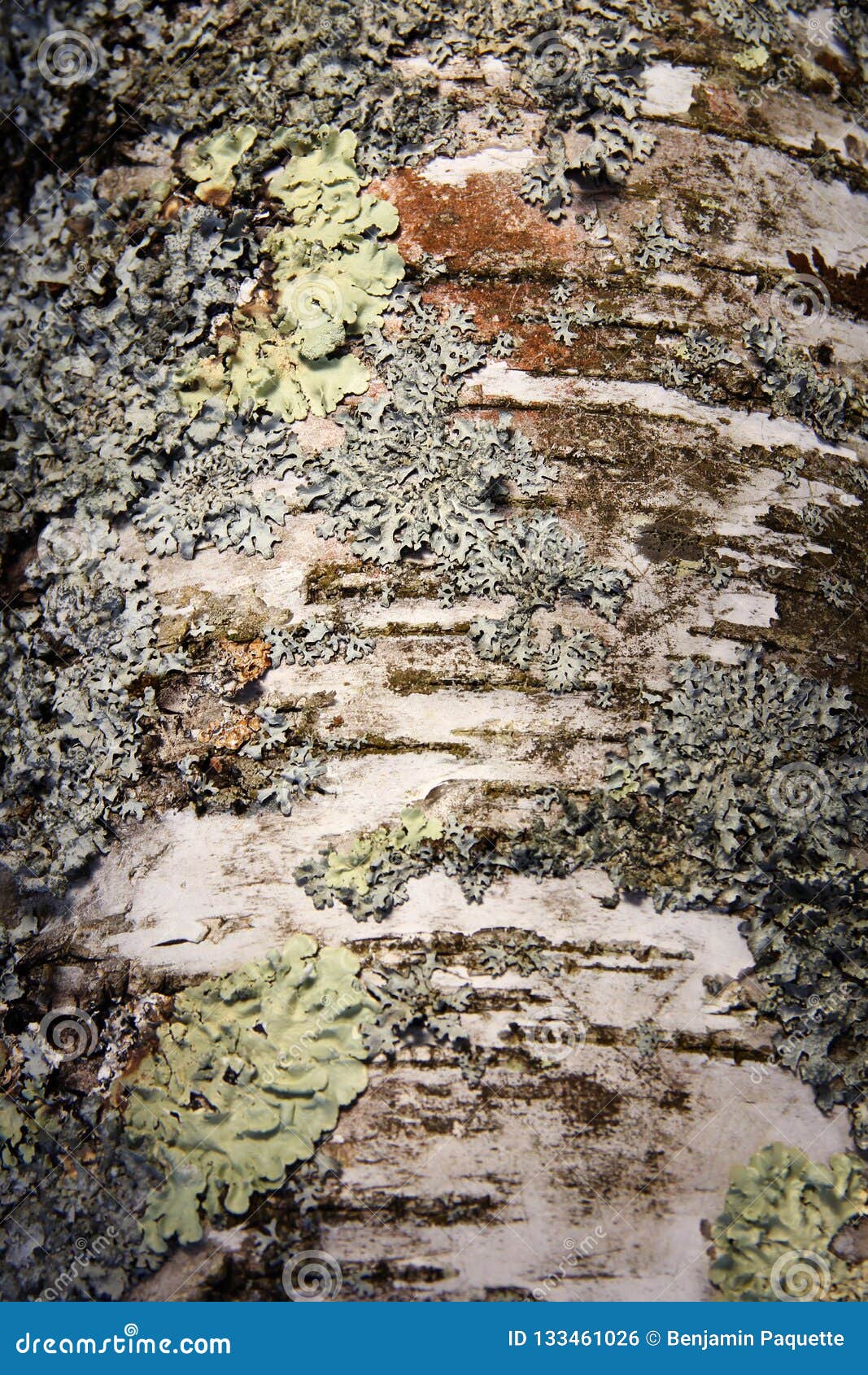 Moss Growing on a Birch Tree Stock Photo - Image of material, growing ...