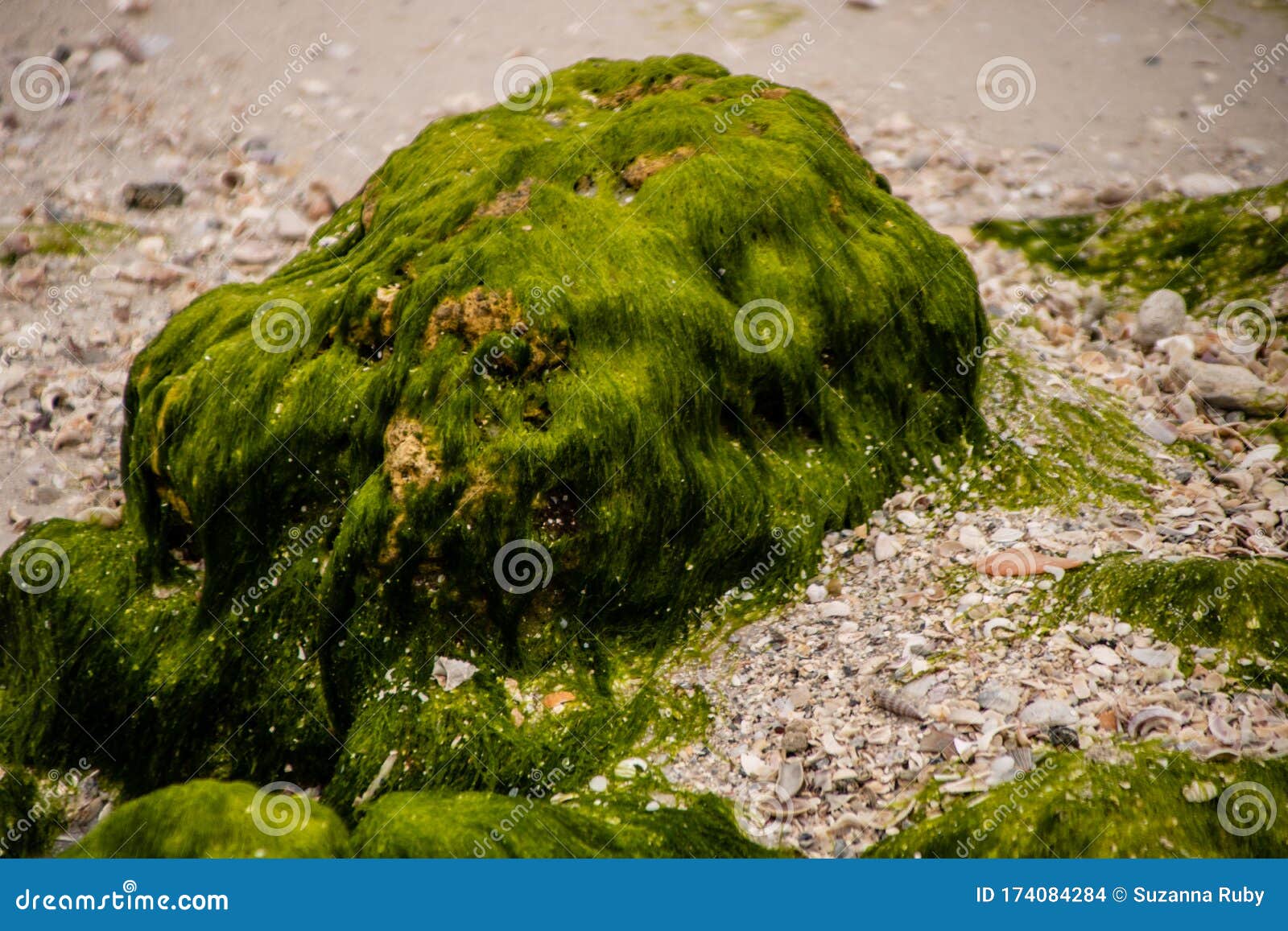 Mossy rocks on the beach stock photo. Image of beach - 174084284