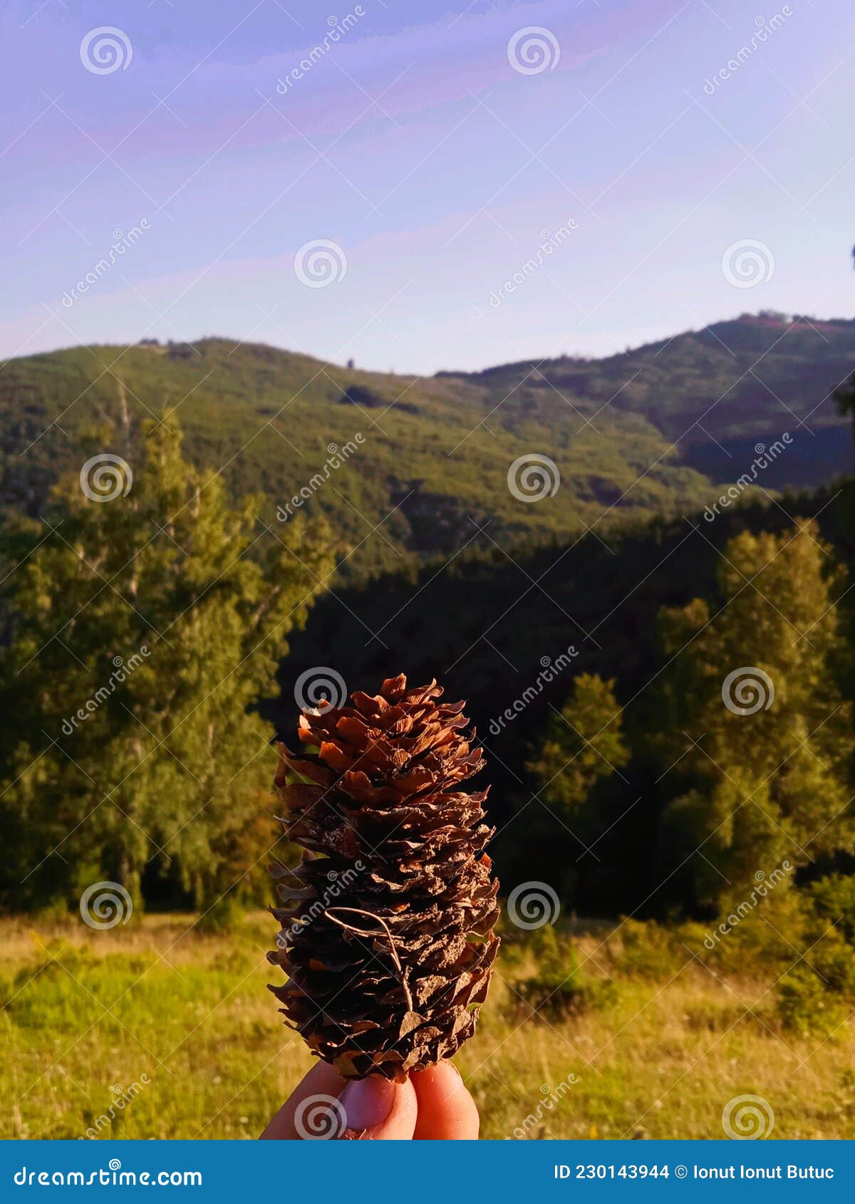 Picture Mount Life Air Leaf Stock Photo - Image of nature, autumn ...