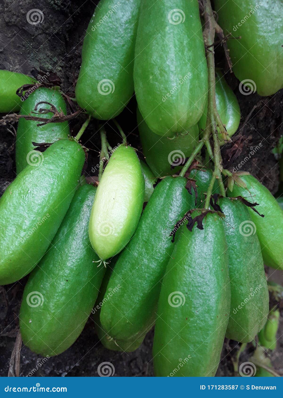 This Picture is Naturally Biling Fruit Stock Image - Image of black ...