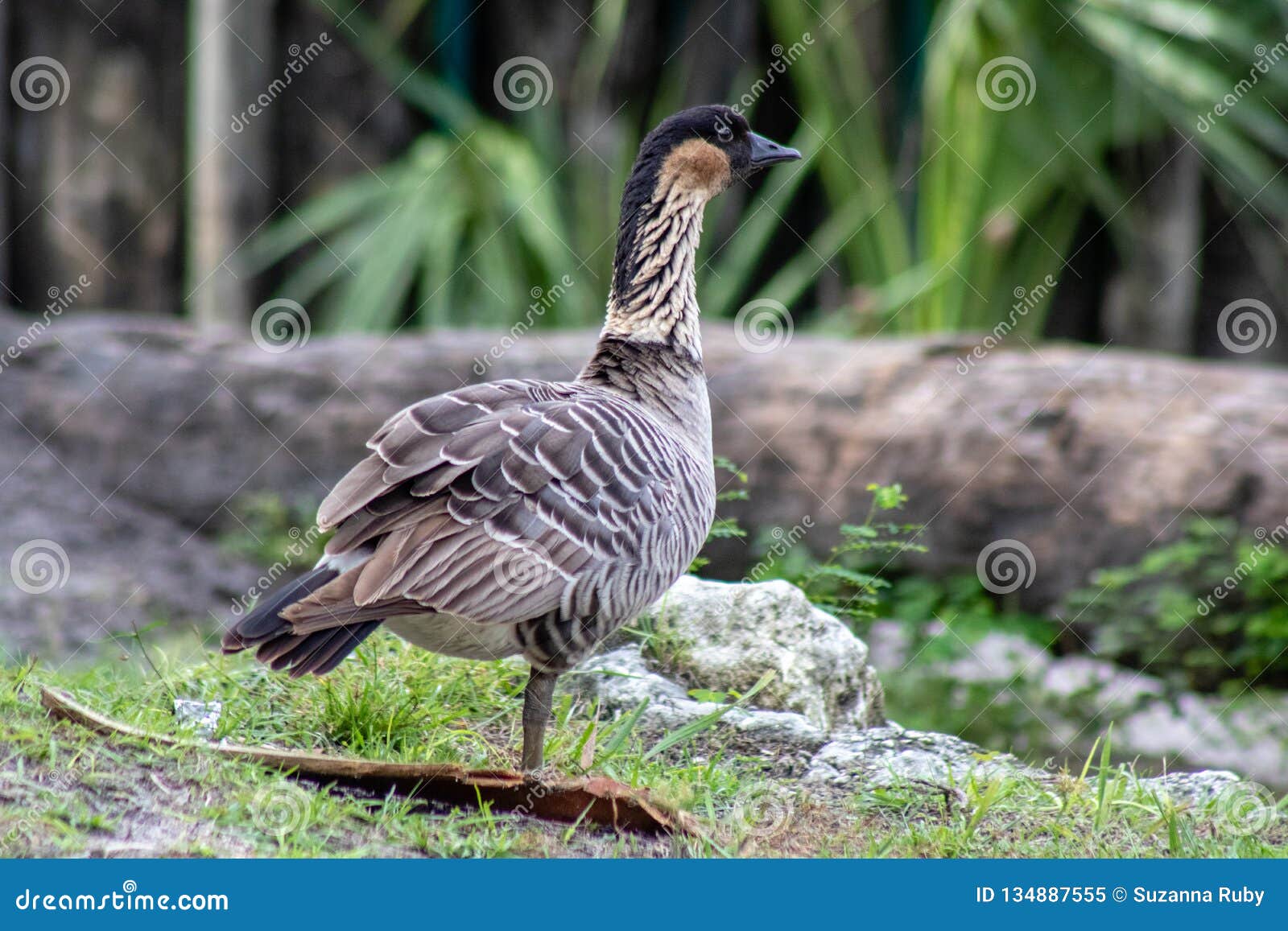 Nene goose stock image. Image of feather, nature, adult - 134887555