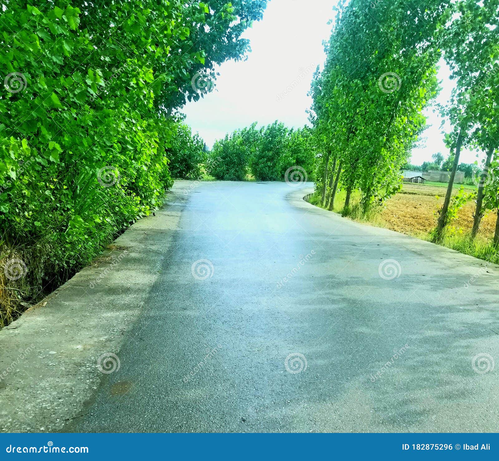 Picture of the Noon stock photo. Image of sunlight, green - 182875296