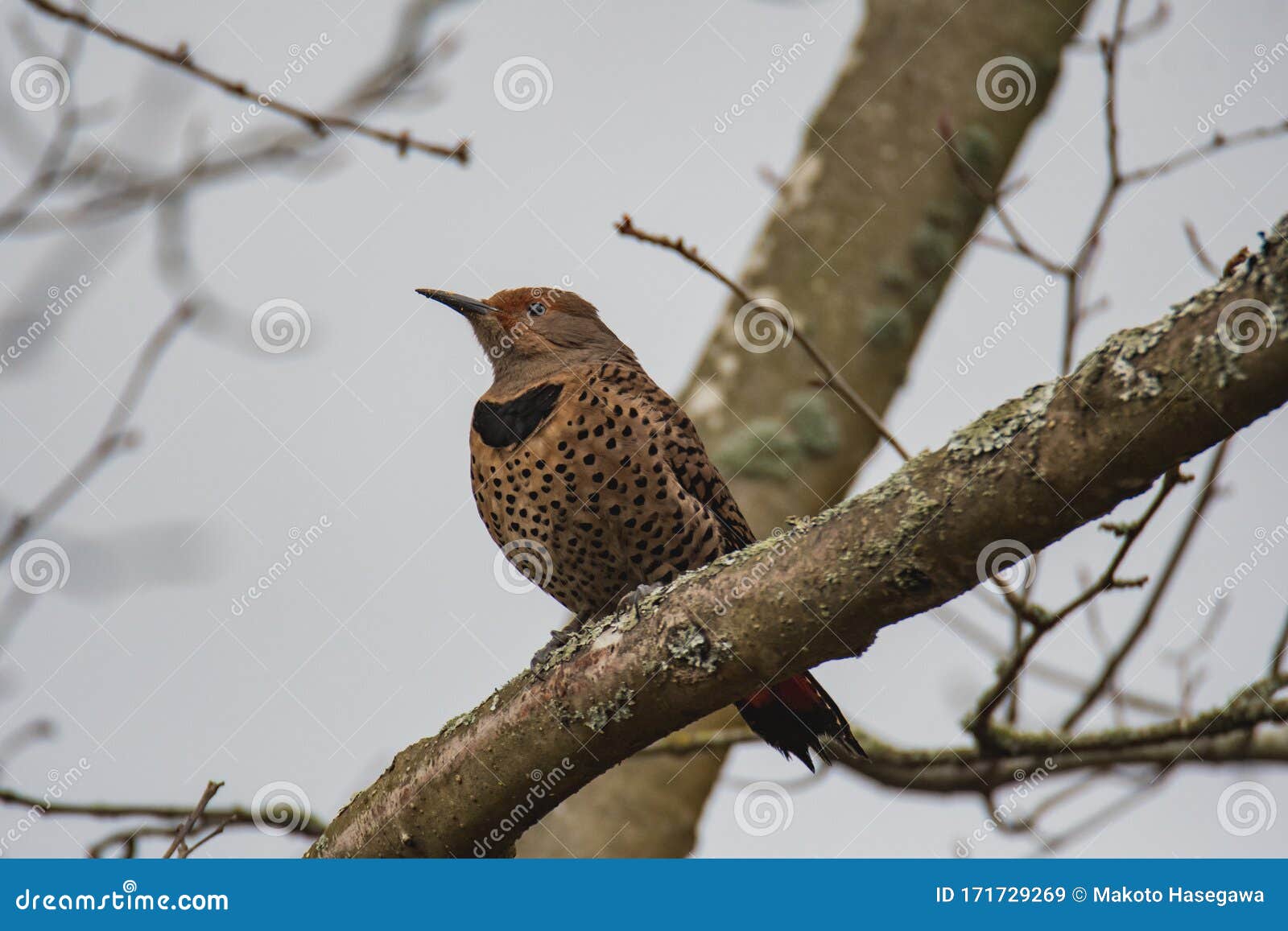 A Picture of a Northern Flicker Perching on the Tree. Stock Image ...