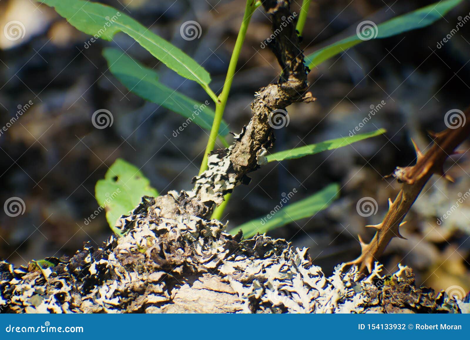 A Picture of a Fallen Oak Tree Branch Stock Photo - Image of tree ...