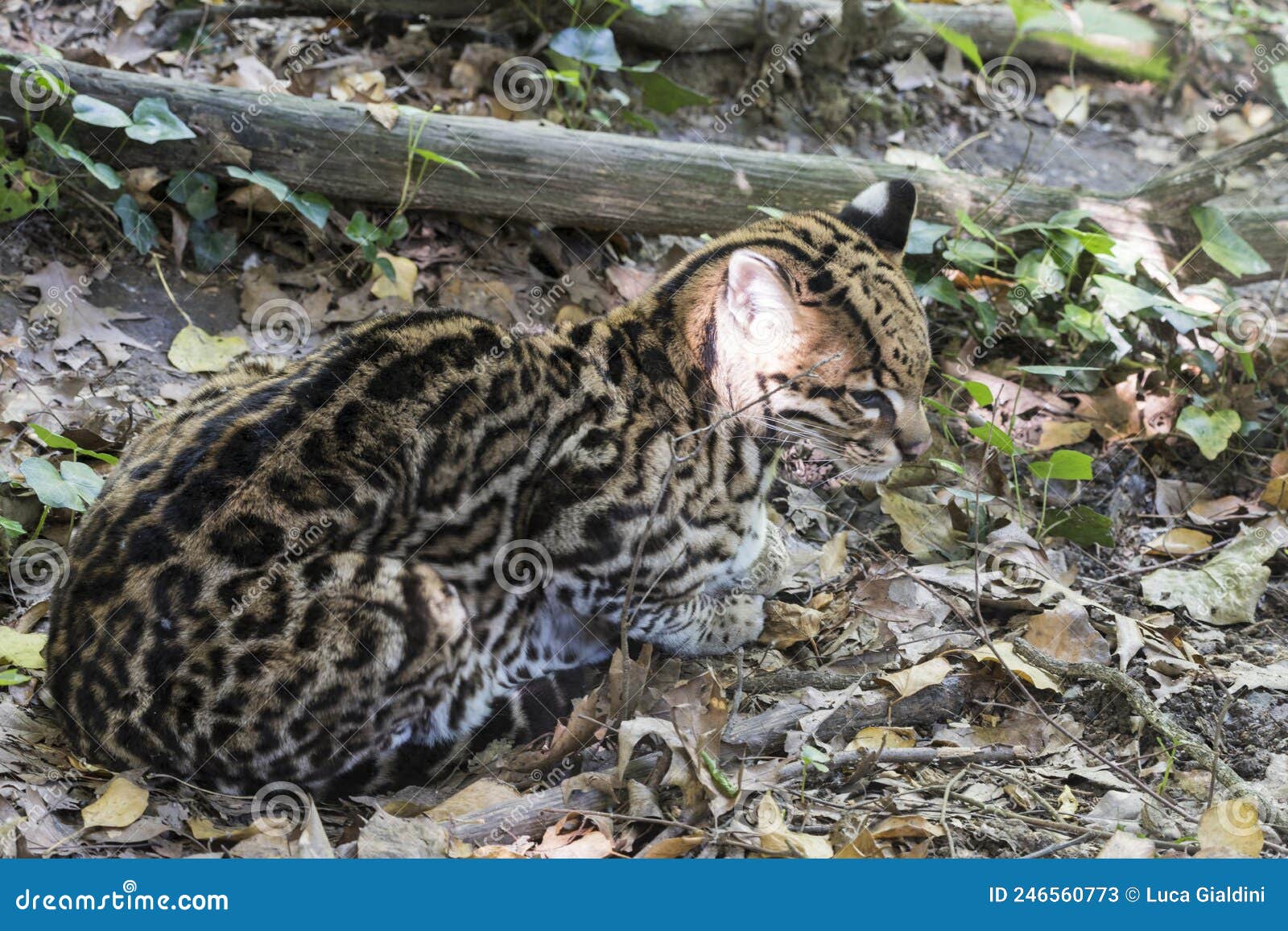 A picture of an ocelot stock image. Image of mammal - 246560773