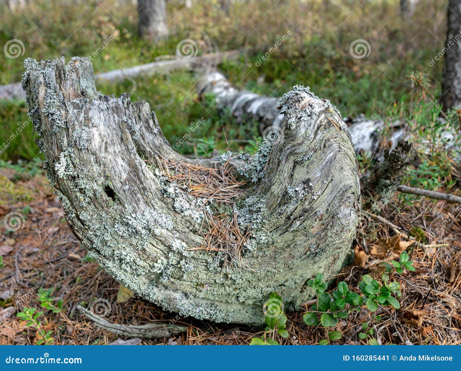 Picture with Old and Broken Tree Stump Stock Image - Image of nature ...
