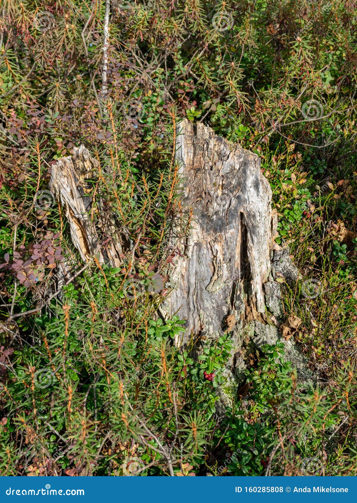 Picture with Old and Broken Tree Stump Stock Photo - Image of broken ...