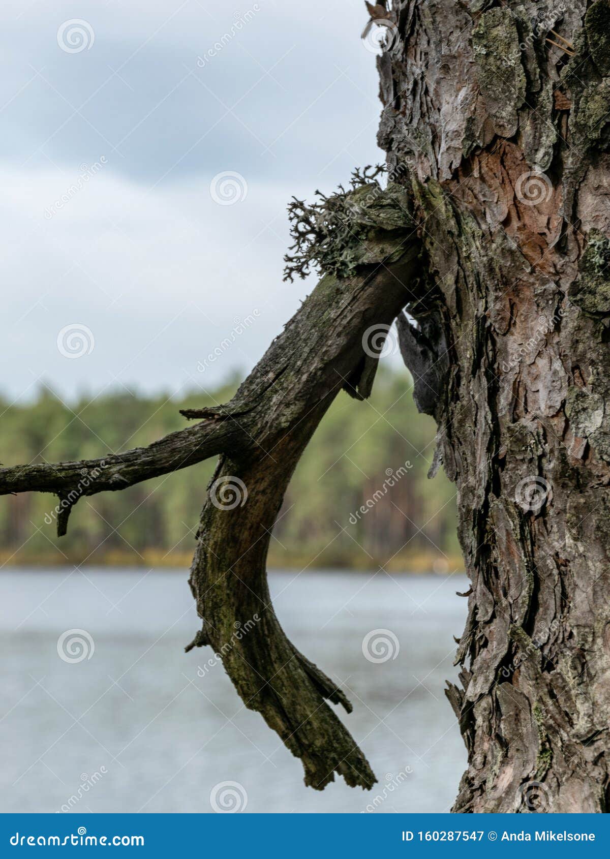 Picture with Old and Broken Tree Stump Stock Image - Image of tree ...