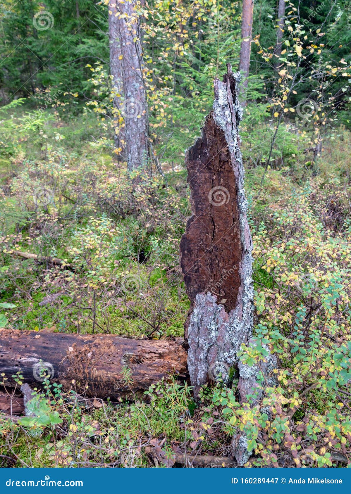 Picture with Old and Broken Tree Stump Stock Image - Image of wild ...