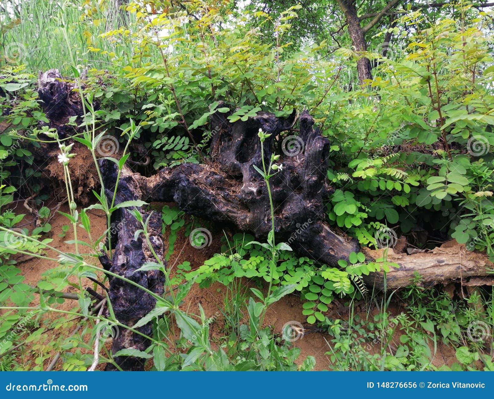 Old burned tree roots stock photo. Image of tree, burned - 148276656
