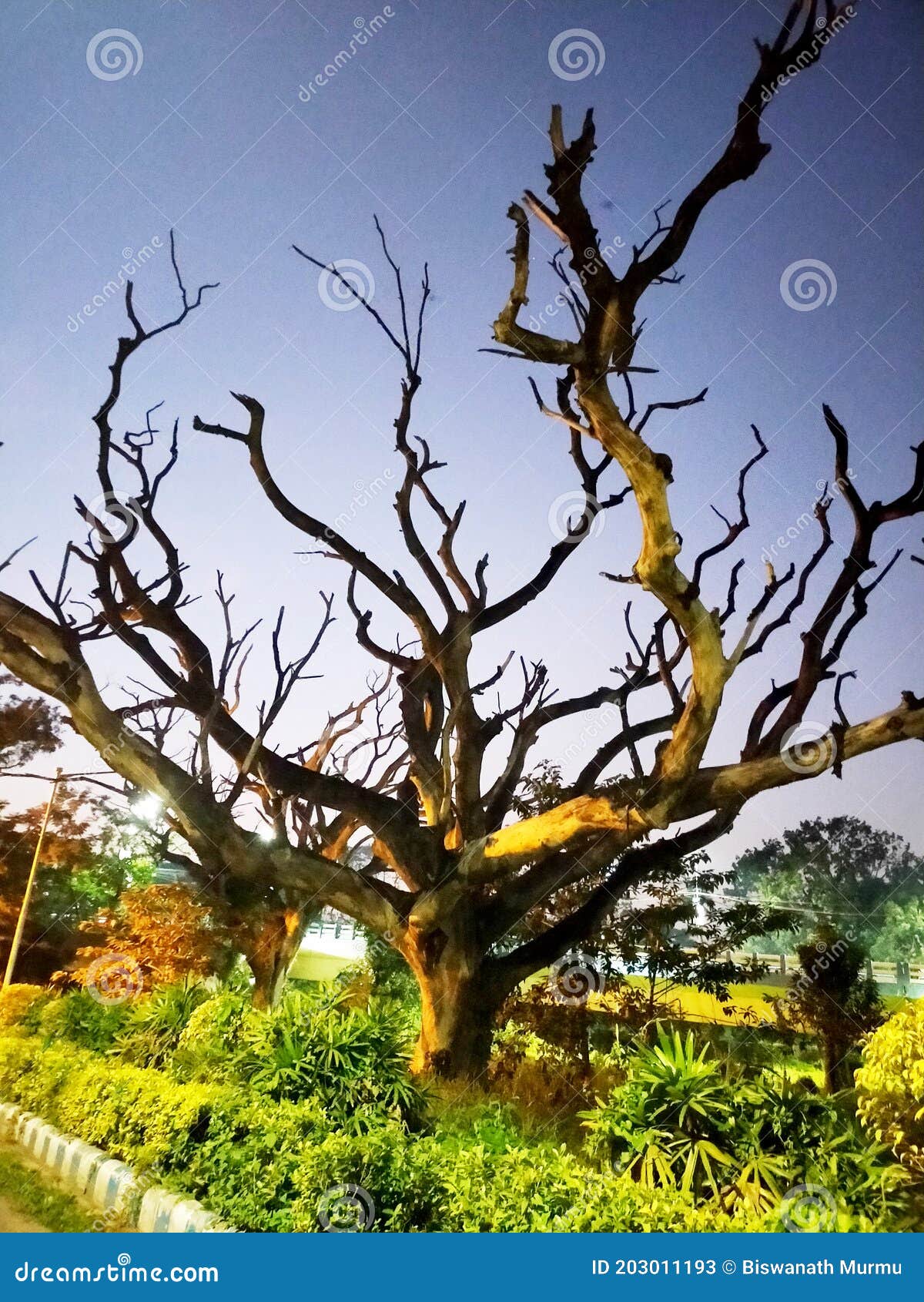 Picture of an Old Dried Tree Editorial Stock Photo - Image of rabindra ...