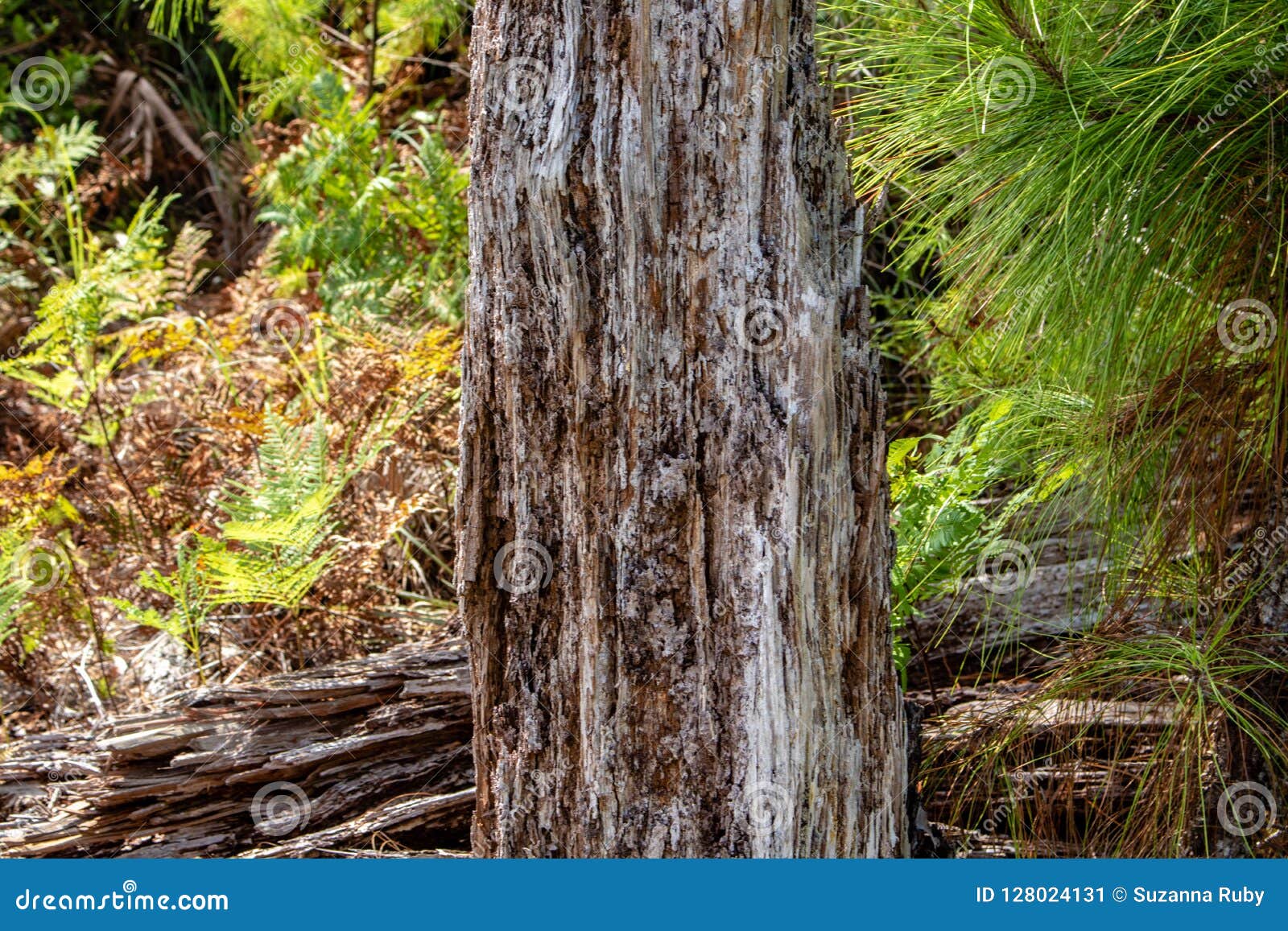 Fallen log stock image. Image of dead, texture, nature - 128024131