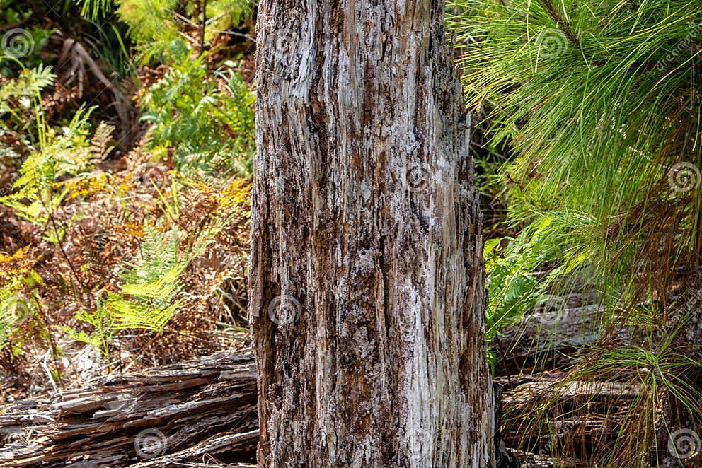 Fallen log stock image. Image of dead, texture, nature - 128024131
