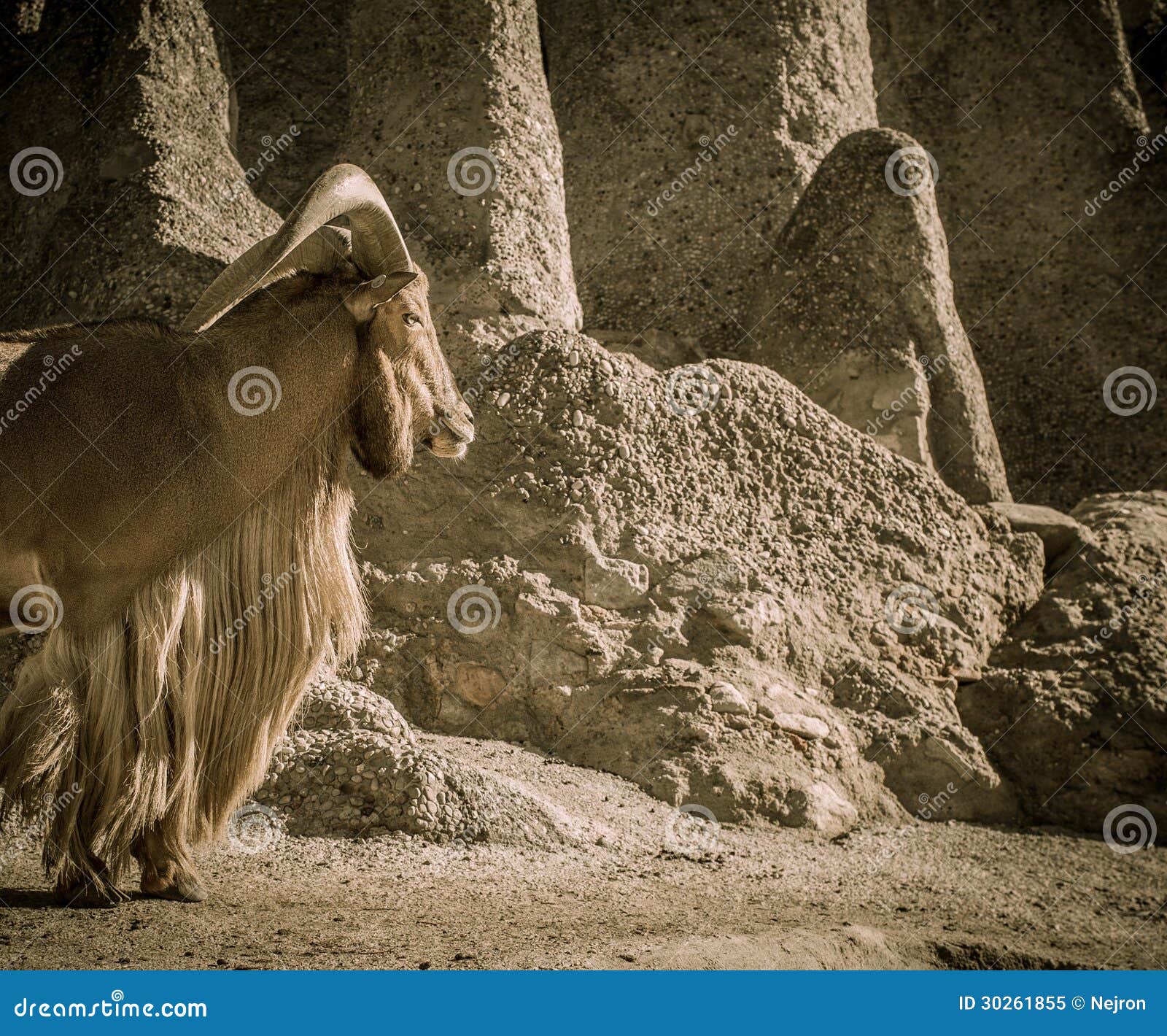 Old goat stock image. Image of animal, head, landscapes - 30261855