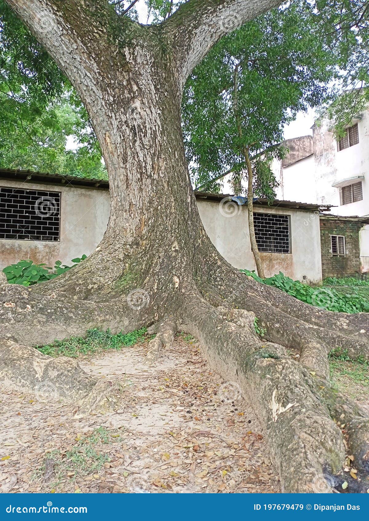 Picture of an Old Thick Tree Stock Image - Image of small, front: 197679479