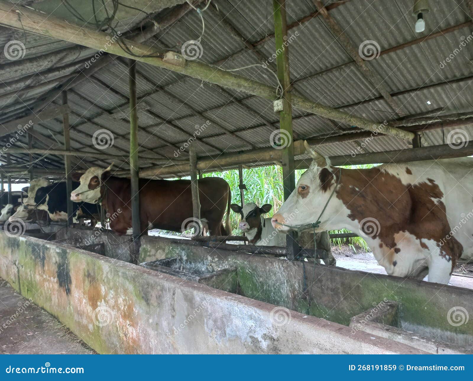 A Picture in One of the Local Cow Farm Stock Image - Image of local ...