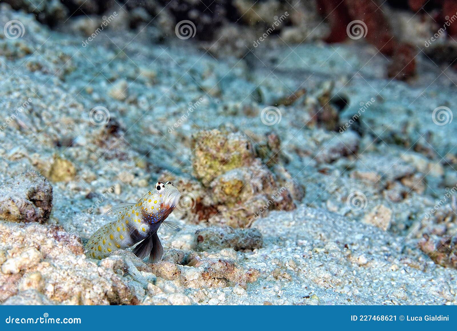 A Picture of an Orange Spotted Shrimp Goby Stock Image - Image of ...