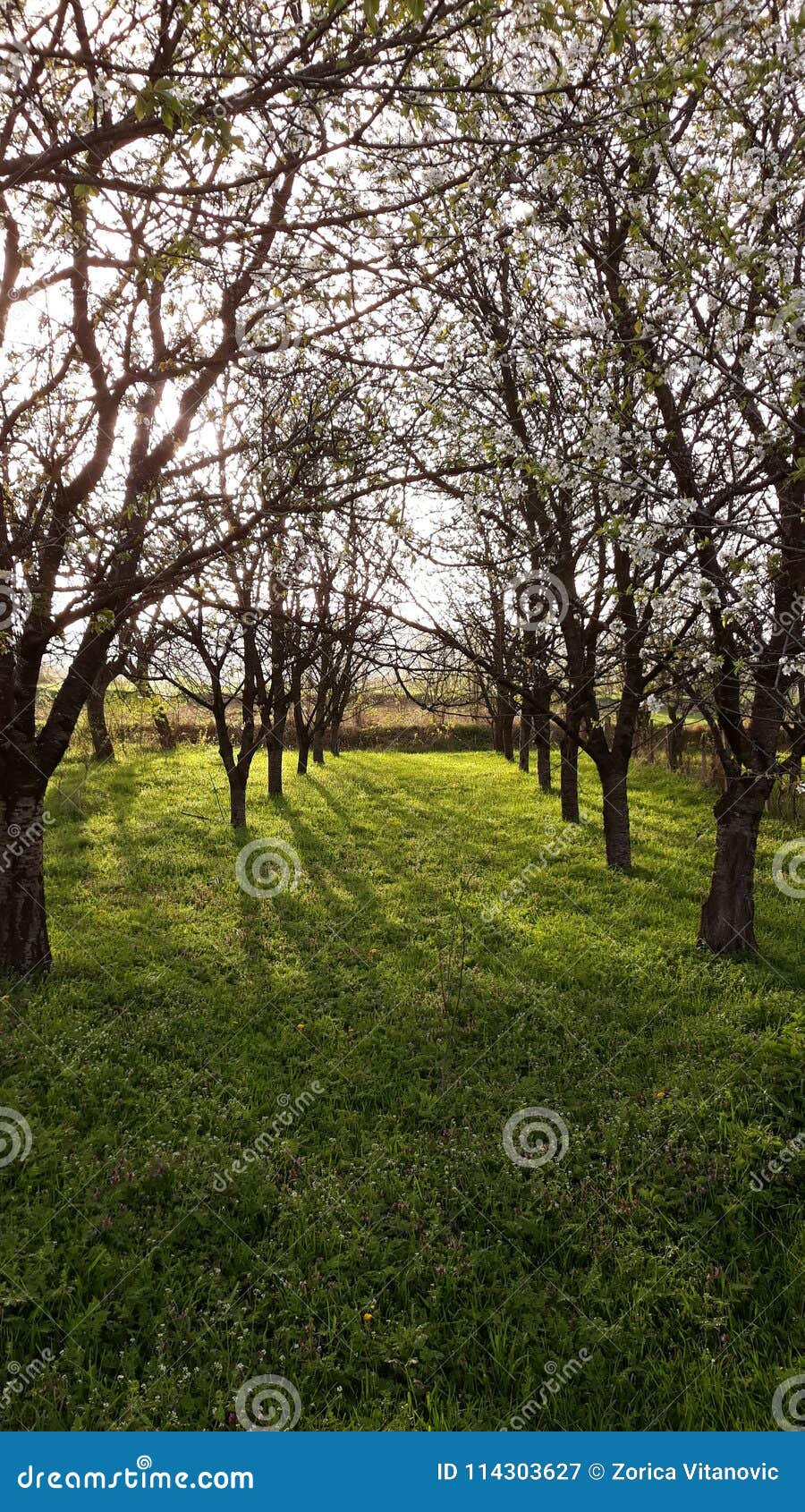 Plum orchard in spring stock image. Image of plum, background - 114303627